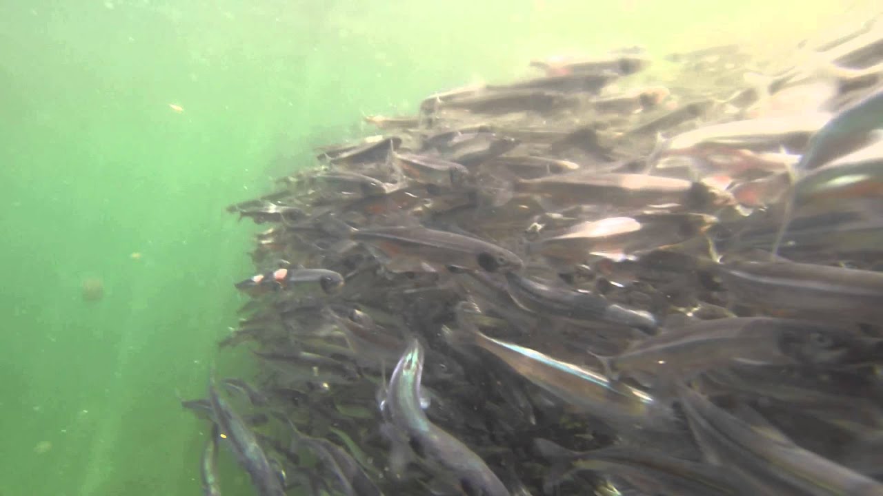 Underwater GoPro - Capelin Schooling in Bonne Bay, Newfoundland. Gros ...