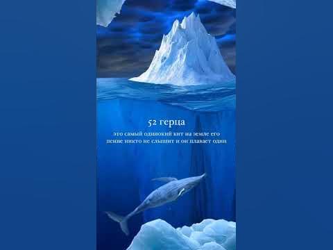 Есть один кит который издаёт звуки на частоте 52 Гц ️ #shorts - YouTube