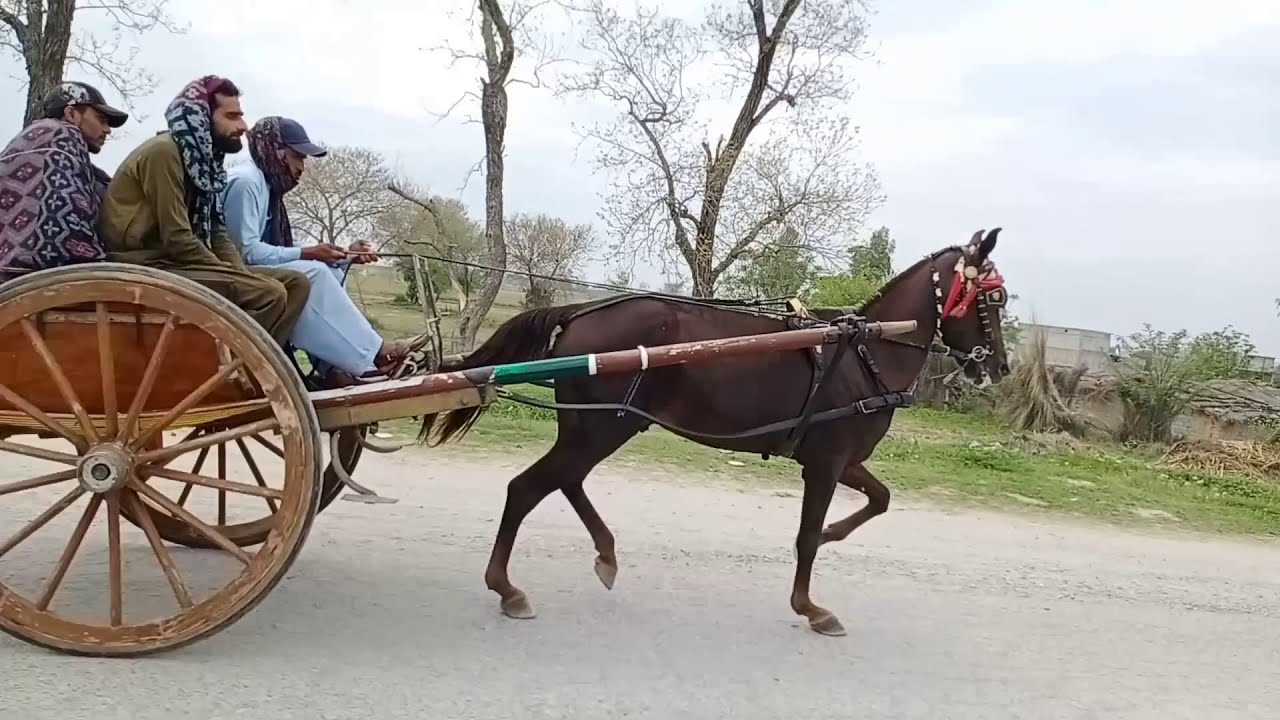Beautiful Horse Lunda Badsha Barazai Shareef M4maa - YouTube