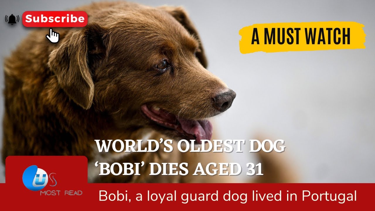 Bobi, The World's Oldest Dog Dies Aged 31 | Oldest Dog Ever | Owner ...