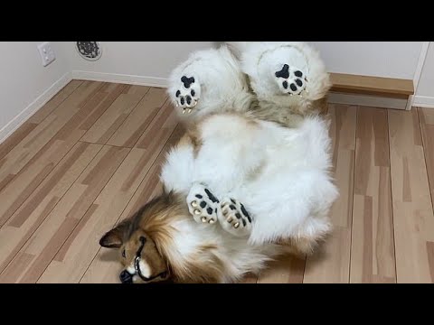 My secret life as a collie: Japanese man who transforms into a dog in ...