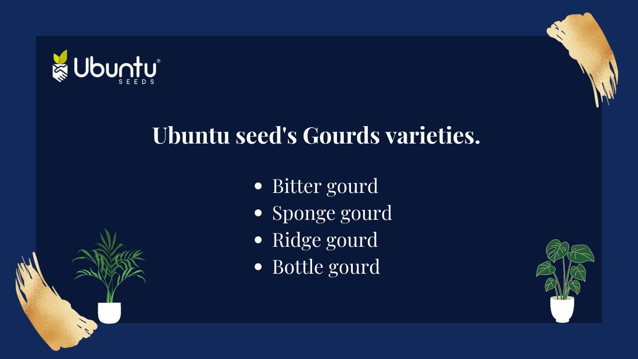 Glimpse of Ubuntu seed's Gourd varieties. - YouTube
