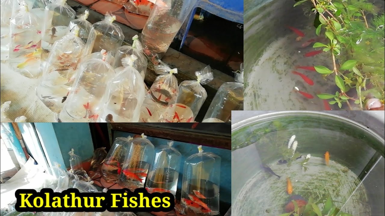 Kolathur Fishes|Kolathur Fish Market|Aquarium Fish valarpu|Molly ...