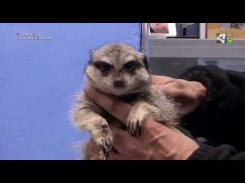 Conocemos a Timón, un suricato africano - YouTube