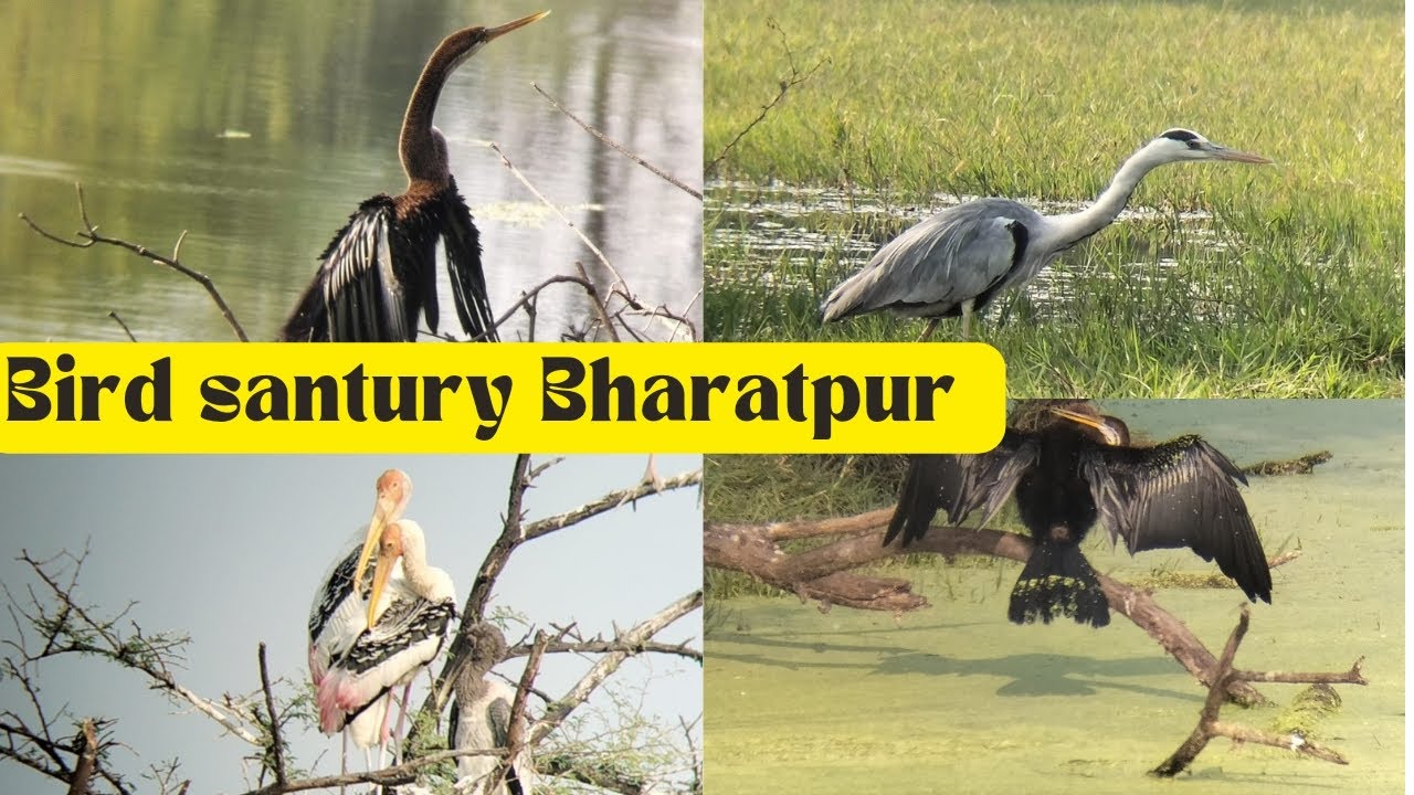 Bird Century Bharatpur,Keoloadev Nationalpark visit #viral #National # ...
