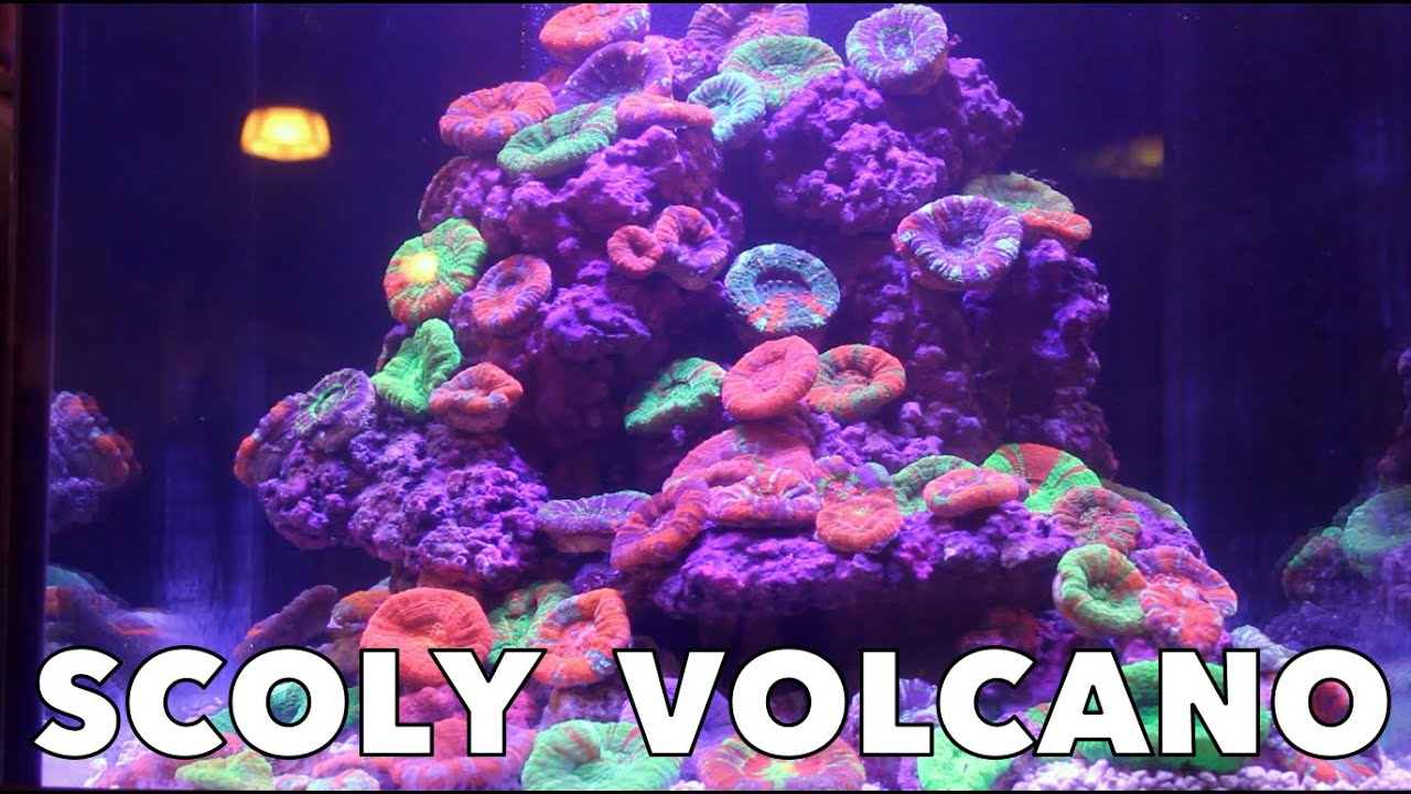 Scoly Coral Volcano! Mind Blowing! HD - YouTube