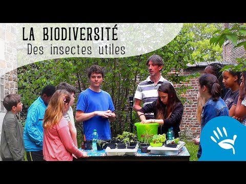 LA BIODIVERSITÉ : des insectes utiles