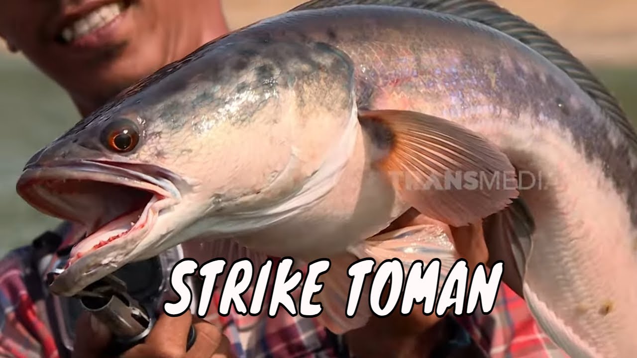 Menaklukkan Toman di Waduk Koto Panjang | MANCING MANIA STRIKE BACK (12 ...