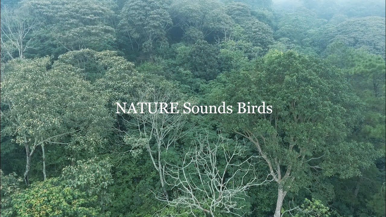 SOUND EFFECTS - Nature Sounds Birds | FREE DRONE VIDEO FOREST - YouTube