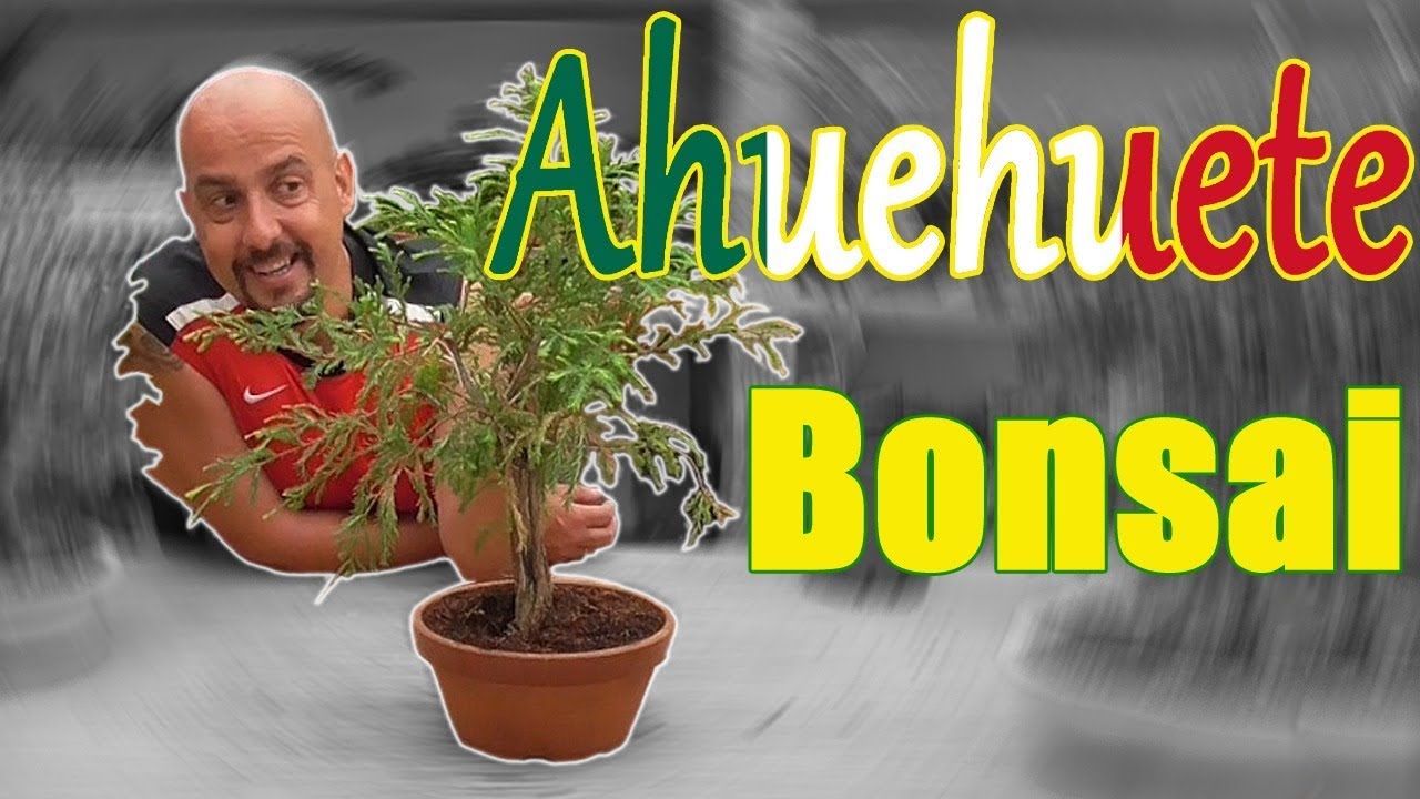 Bonsai de AHUEHUETE - YouTube