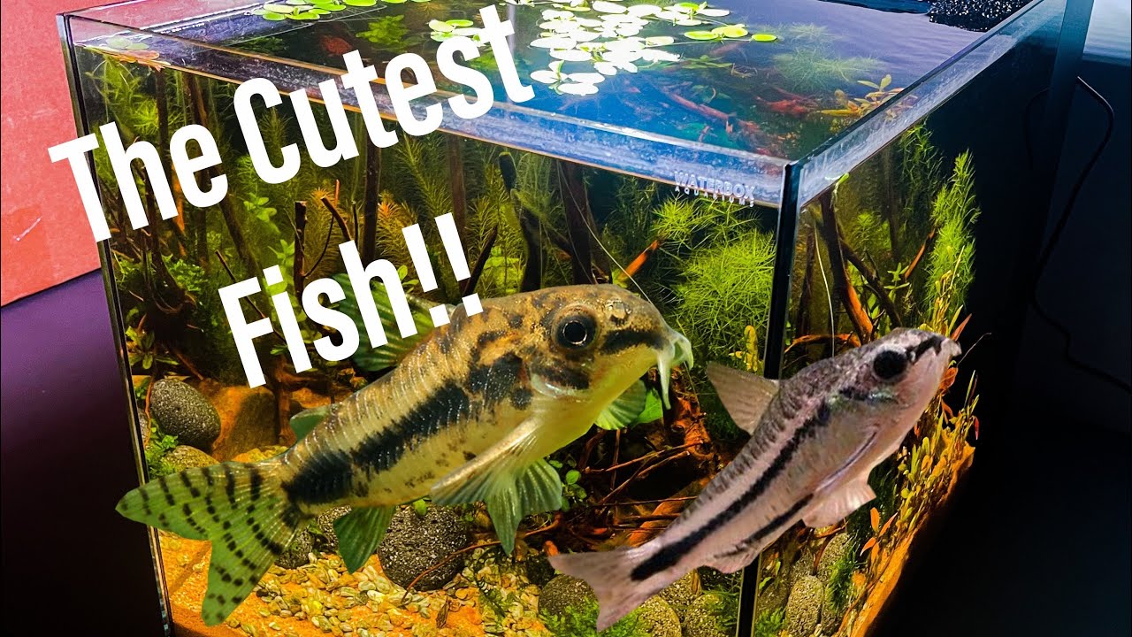The Cutest Fish In The Hobby By Far!!!! - YouTube
