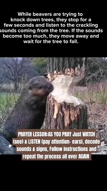 SEE HOW TO PRAY &WATCH FROM BEAVERS AN ANIMAL NOW Please Watch 5X,Share ...
