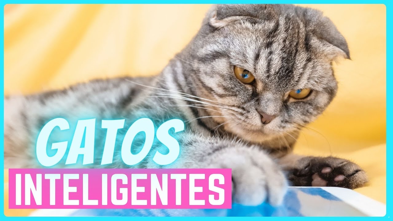 Las 5 razas de gatos mas inteligentes y adaptables - YouTube