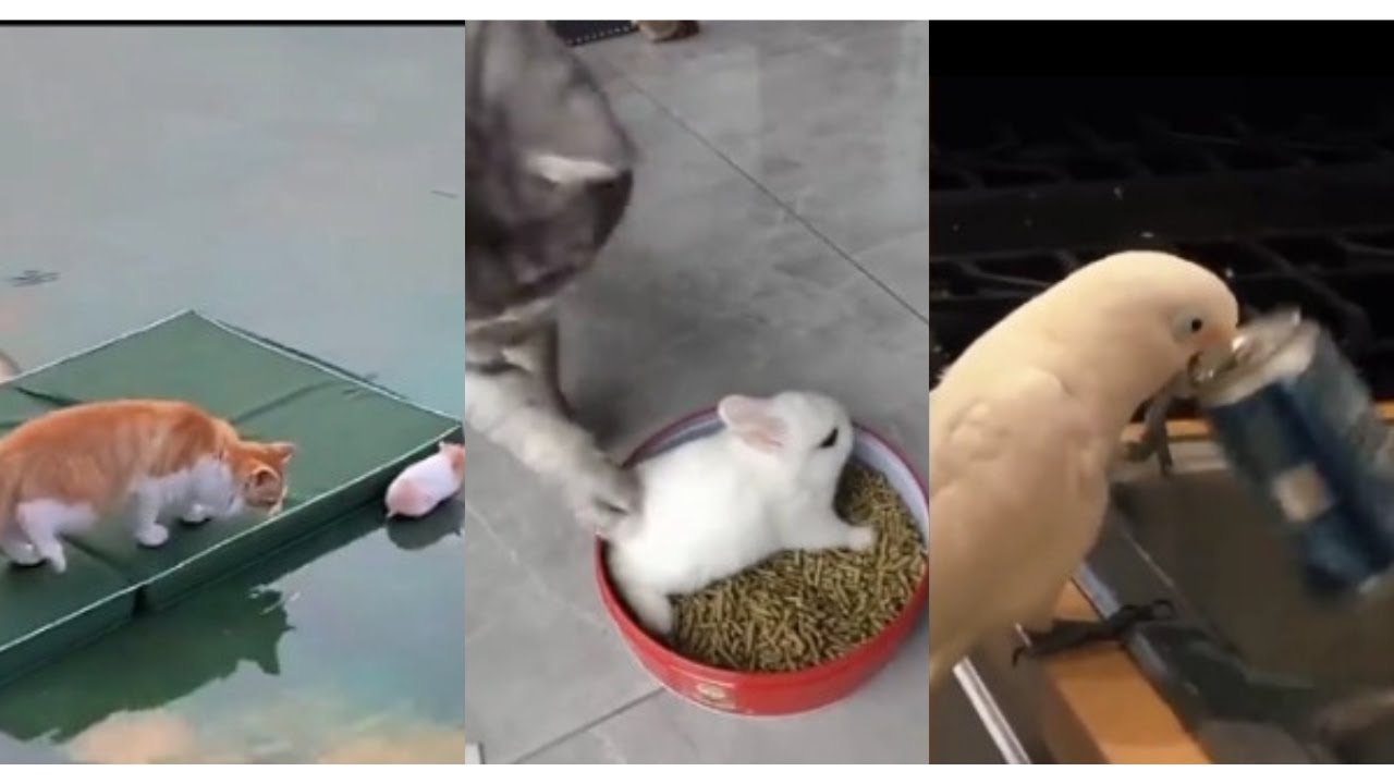 SUPER funny Animal video COMPILATION 2023 - YouTube