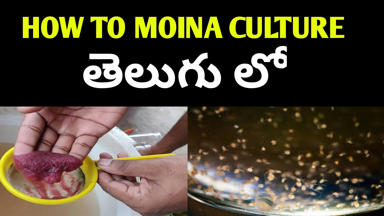 how to moina culture in Telugu - YouTube
