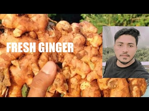 A grade Washing ginger loading from Karnataka 9686563236 - YouTube