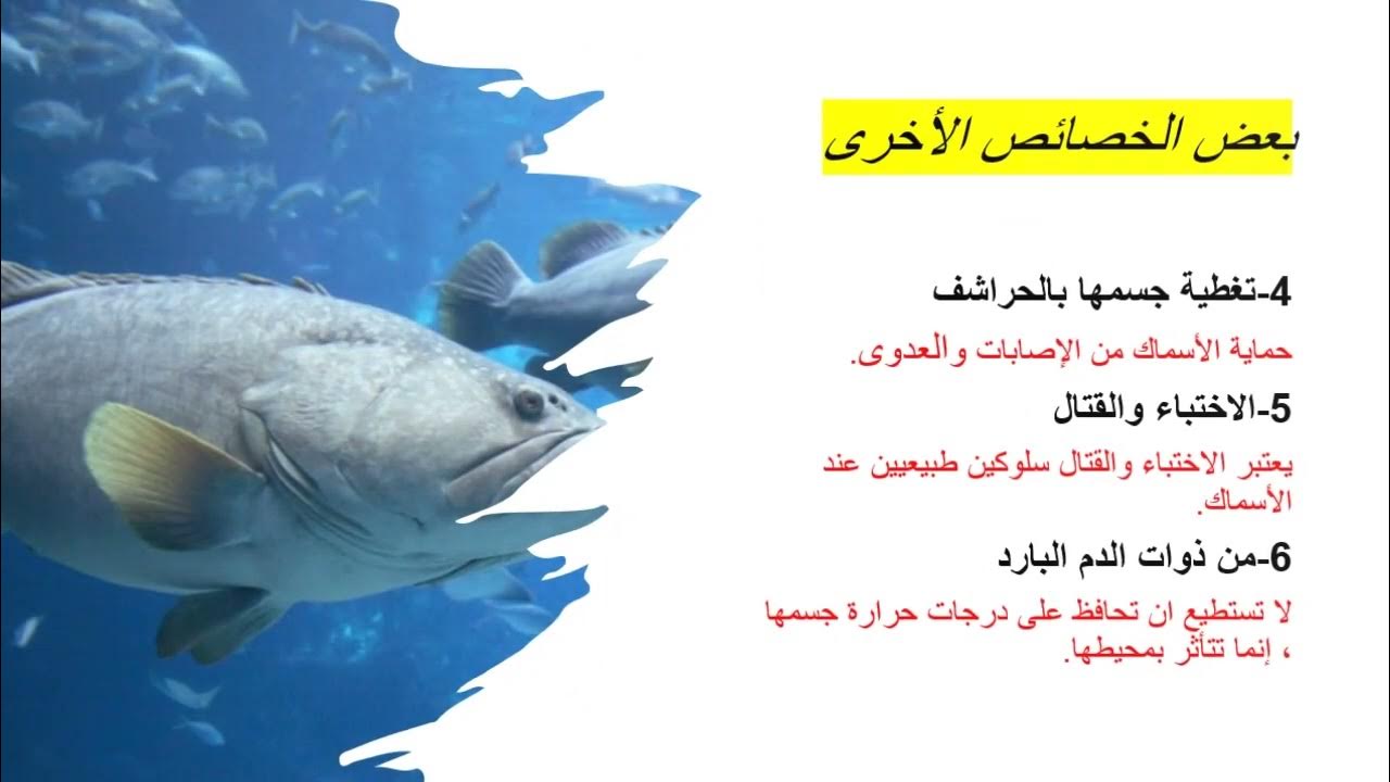 فيديو تعليمي عن خصائص الأسماك - YouTube