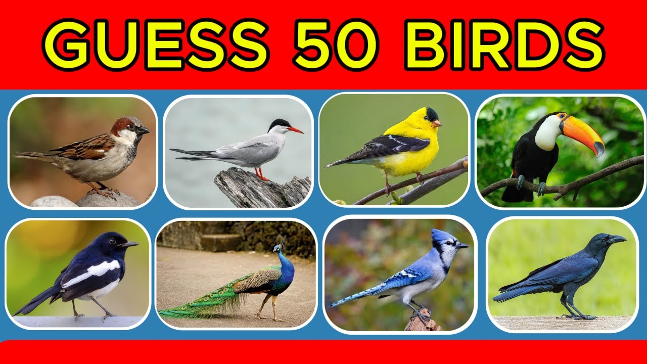 Guess the Birds name by their Picture. - YouTube