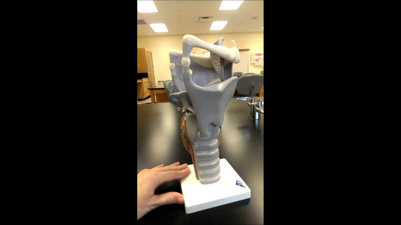 Larynx model - YouTube