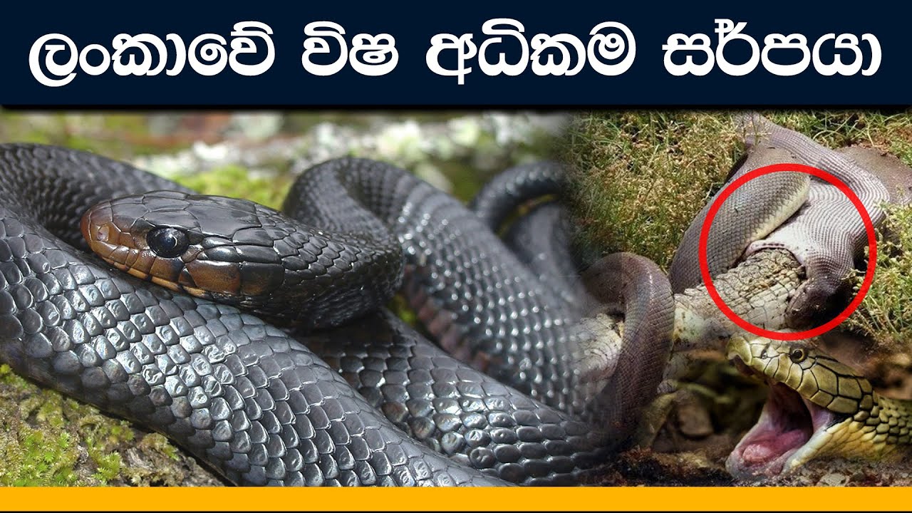 ලංකාවේ විෂ අධිකම සර්පයා | තෙල් කරවලා | Common krait | Thel Karawala ...