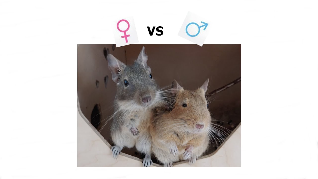 Geschlechtsunterschiede bei Degus - YouTube