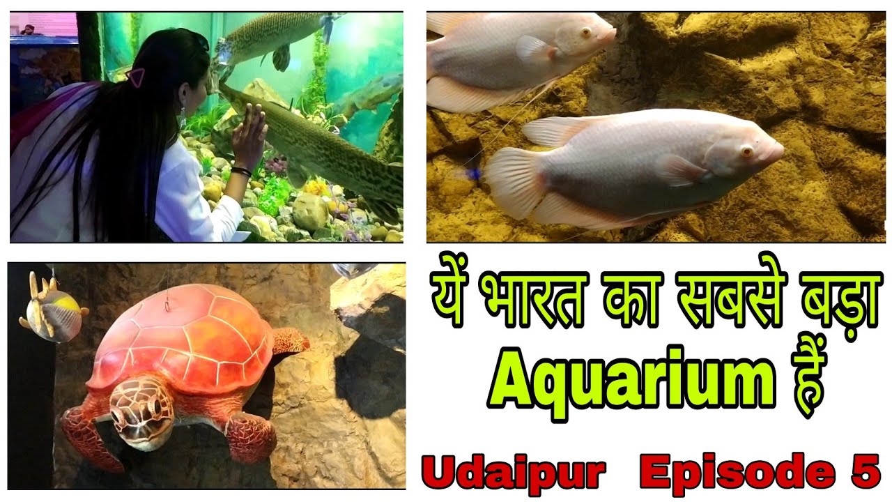 India's Largest Aquarium 🐬 in Udaipur || Under The Sun🌞 || Udaipur ...