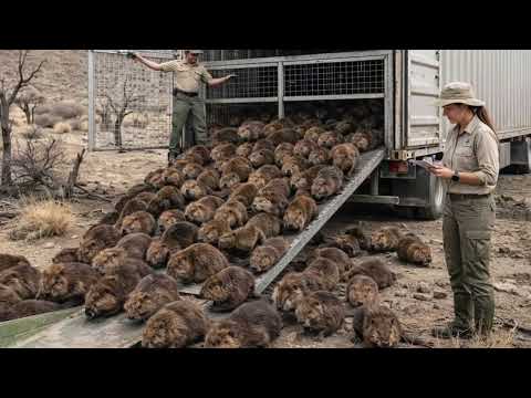 Die USA setzten einige Biber in einem „toten Land“ aus – was danach geschah, ist kaum zu glauben.