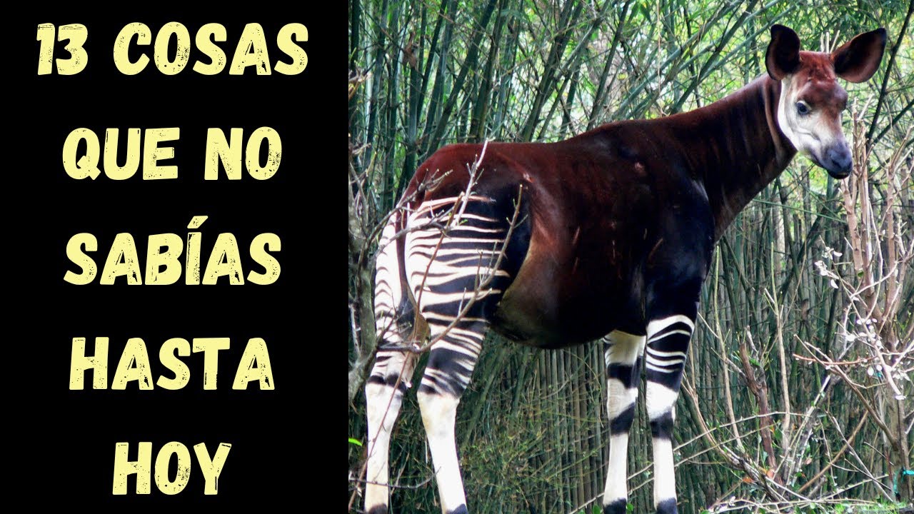 13 COSAS que NO SABÍAS hasta hoy, y YO SÓLO ALGUNAS. 🤪😁😅 - YouTube