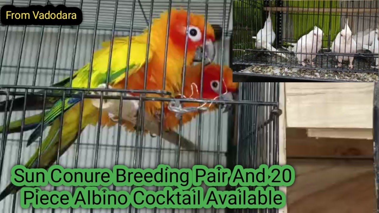 20 Piece Albino Cocktail And Sun Conure Breeding Pair Available ...