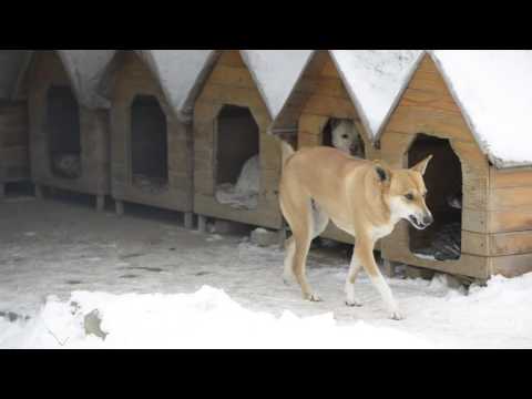 Yulin Dog Meat Festival Micro Documentary（The shortened version for a quick view）