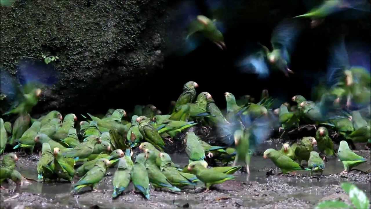 Cobalt-winged Parakeets at a clay lick - Touis de Deville - YouTube