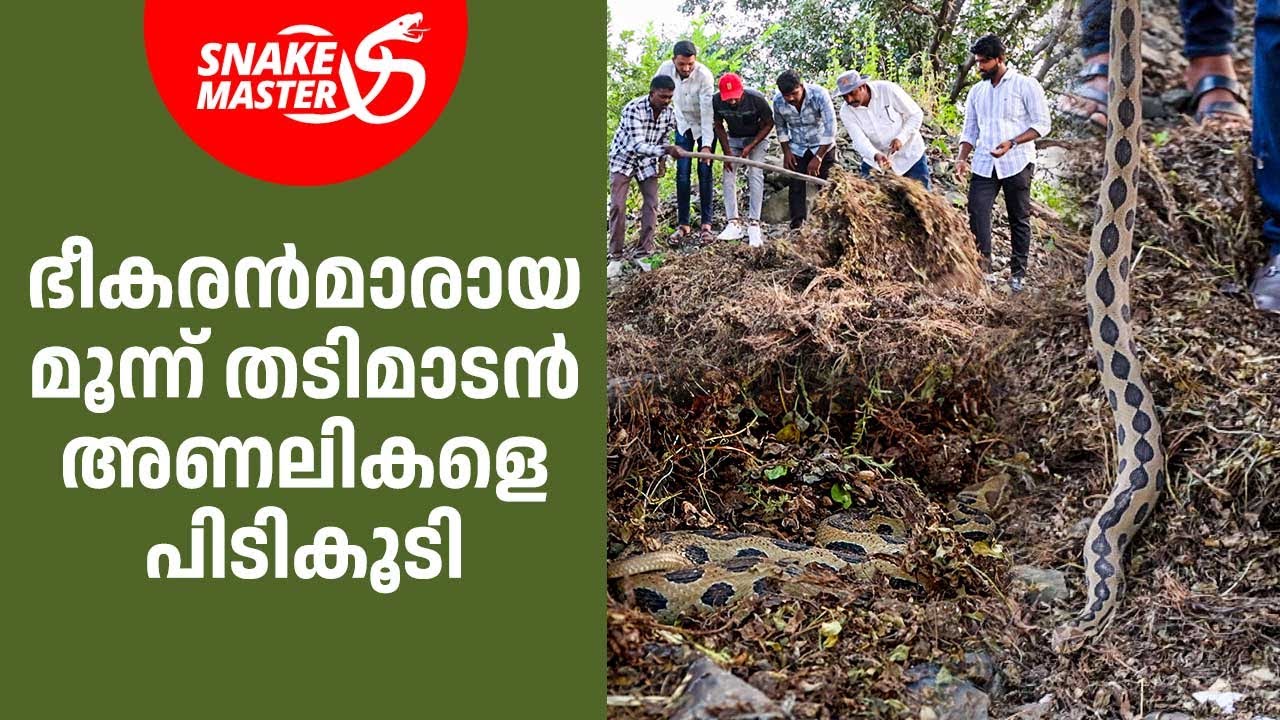 ഭീകരൻമാരായ മൂന്ന് തടിമാടൻ അണലികളെ പിടികൂടി | Vava Suresh | Snakemaster EP 1063 - YouTube