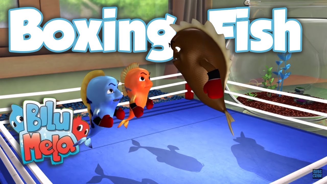 Bilu Mela - Boxing Fish - YouTube