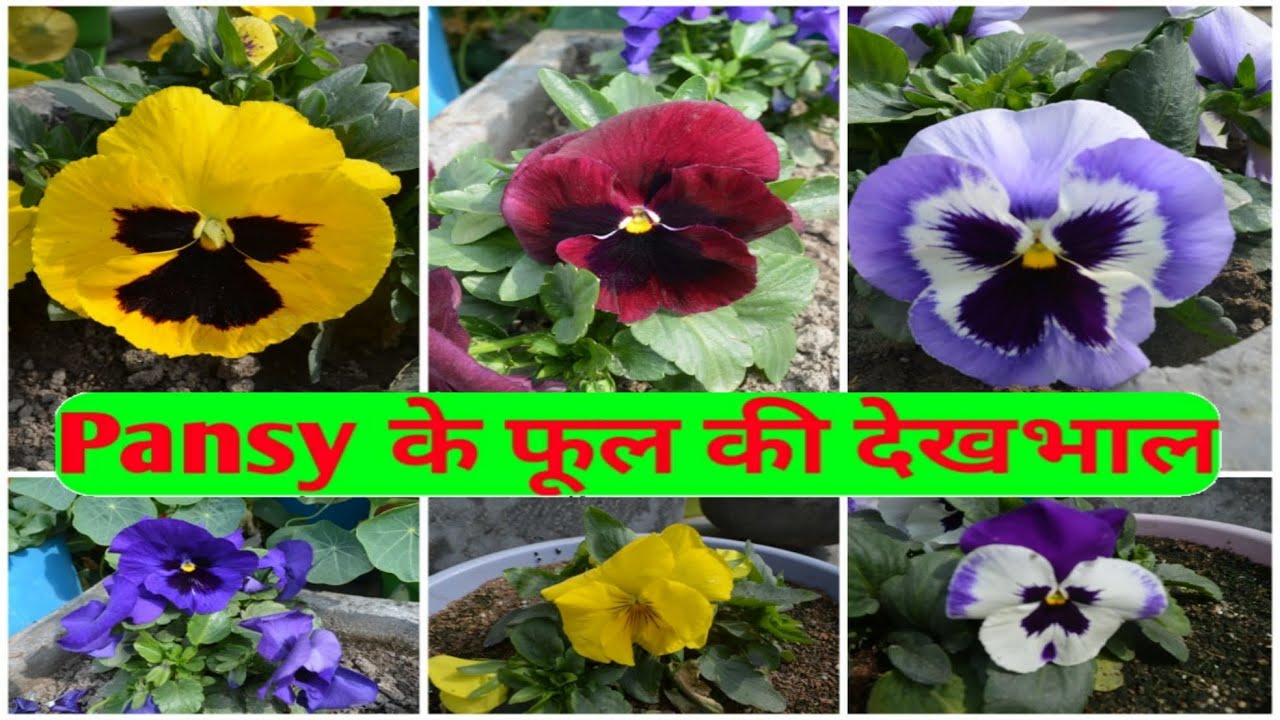 🏵️grow & care pansy flower plant🏵️||care pansy flower||winter flower ...