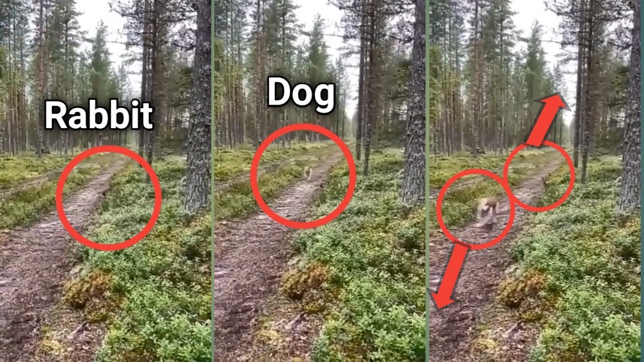 Smart rabbit tricks dog chasing it in the wild, escapes under the nose ...