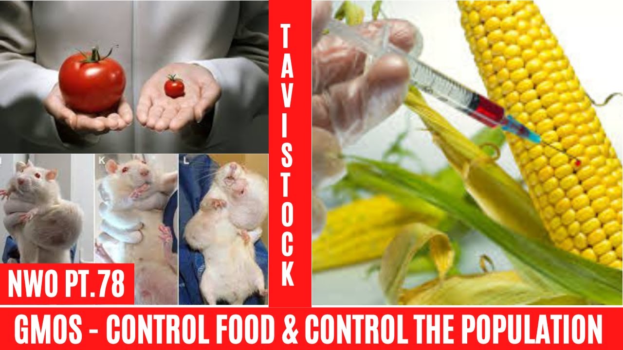 GMOs - CONTROL FOOD & CONTROL THE POPULATION - YouTube