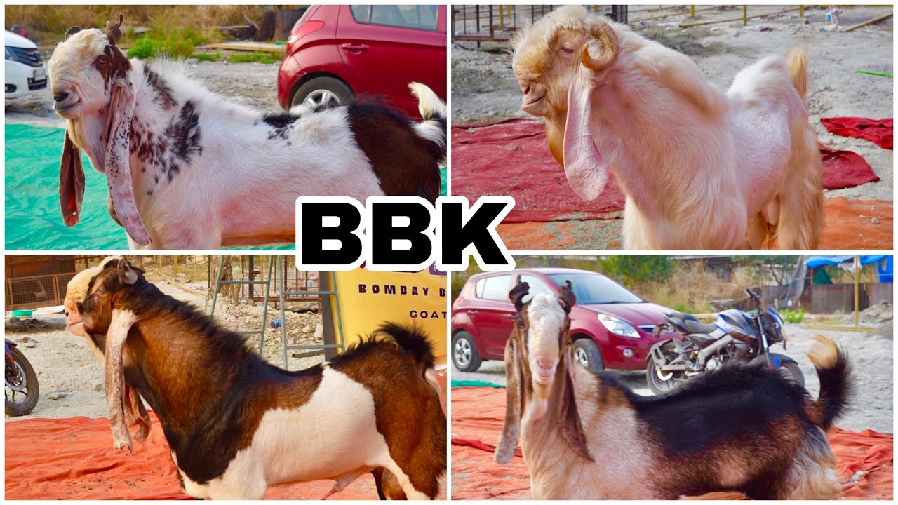Bombay Bakra King (BBK) Ke Top Quality Goats - YouTube