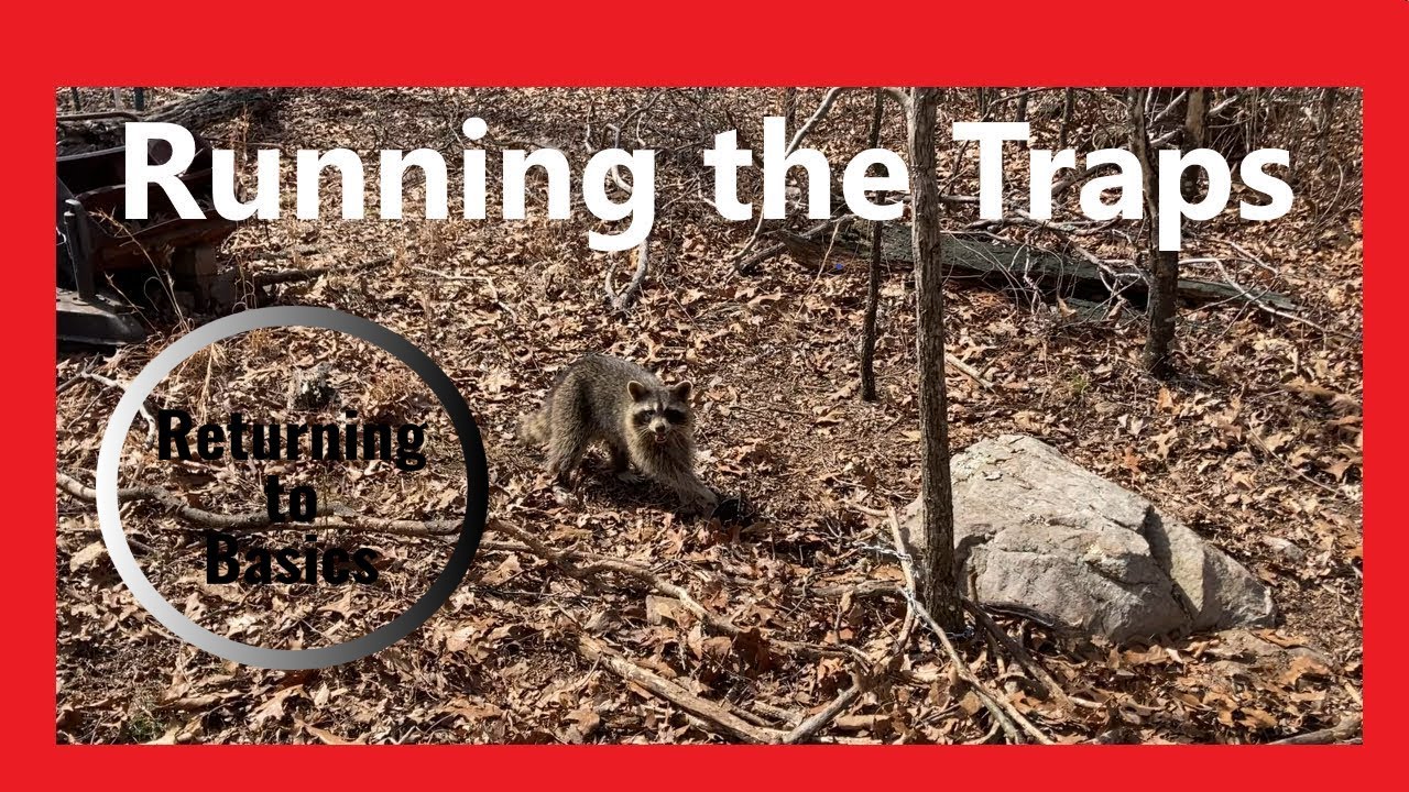 Running the Trap Line - Checking Traps - YouTube