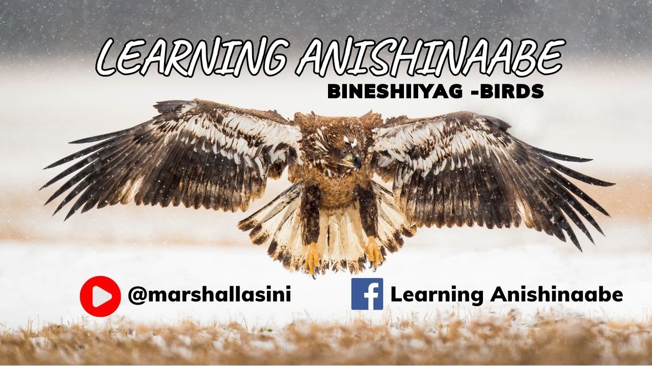 LEARNING ANISHINAABE: BINESHIIYAG - BIRDS - YouTube