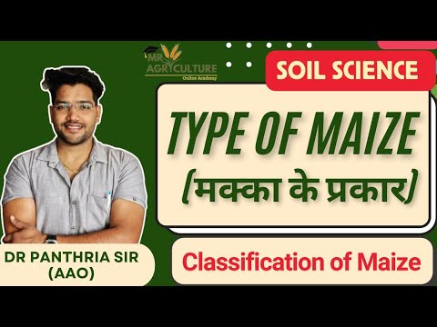 Classification of Maize (मक्का का वर्गीकरण) 7 Groups of Maize Spark ...