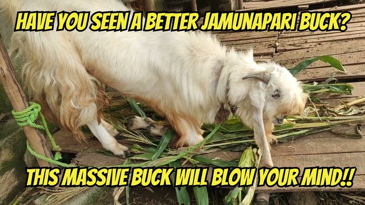 The Majestic Jamunapari Goat: A Look Inside Bhu Farm - YouTube