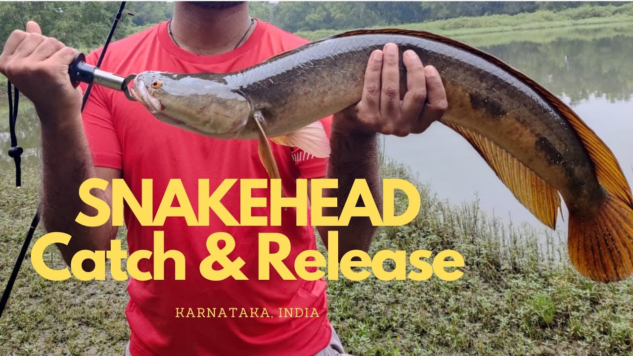 BIG SNAKEHEAD/ MURREL CATCH & RELEASE - Karnataka | Fishing India - YouTube