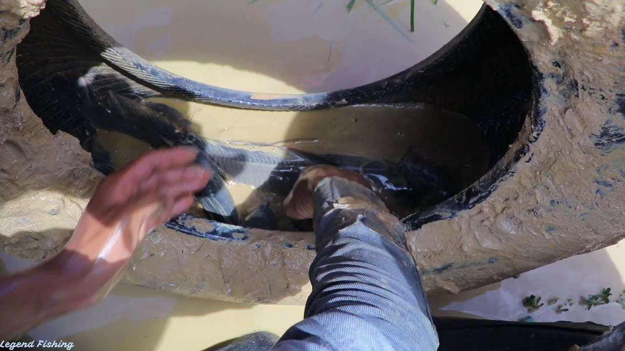 a Lot Fish In Tire on Dry Season | Finding Fish in Secret Mud Tire Hole ...