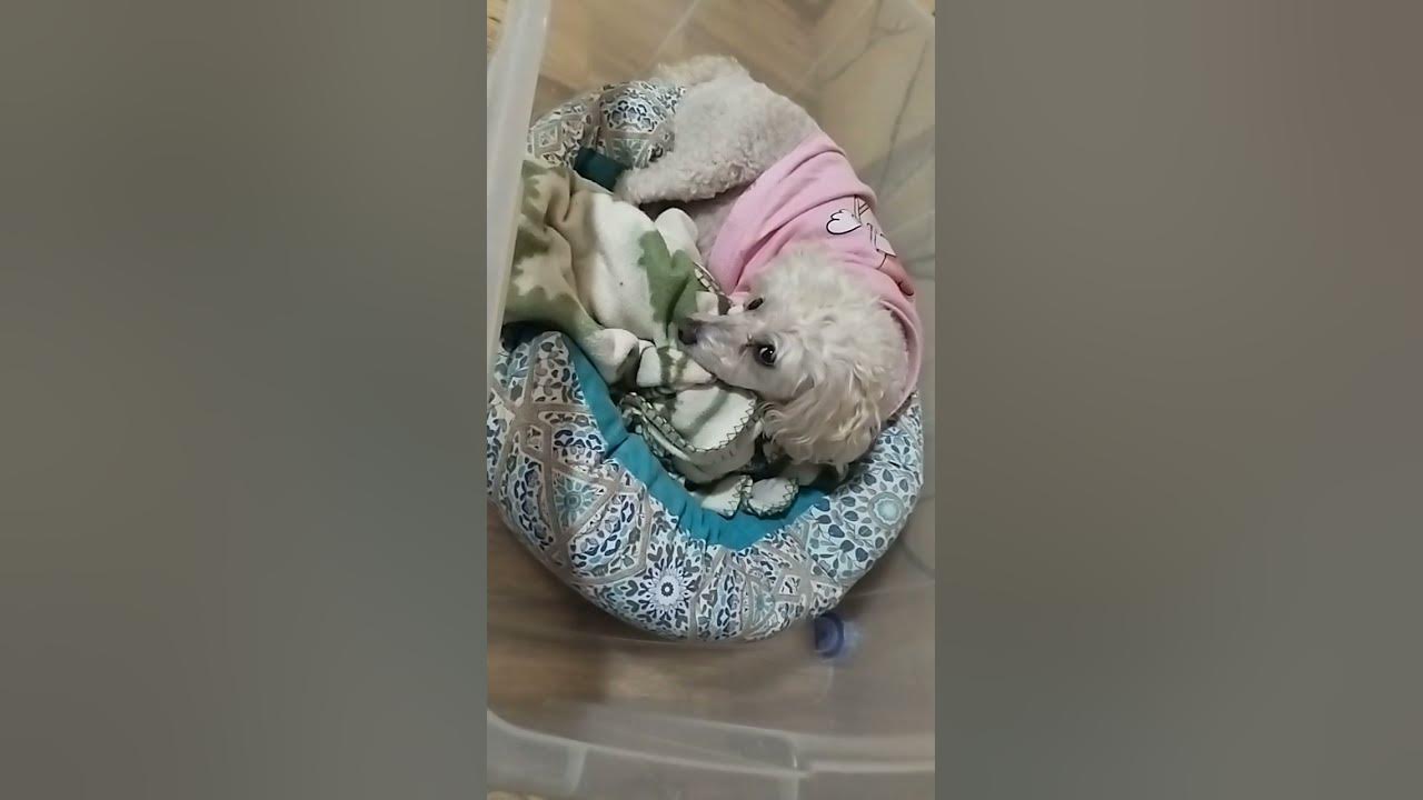 Chispa va a ser mami en 4 dias - YouTube