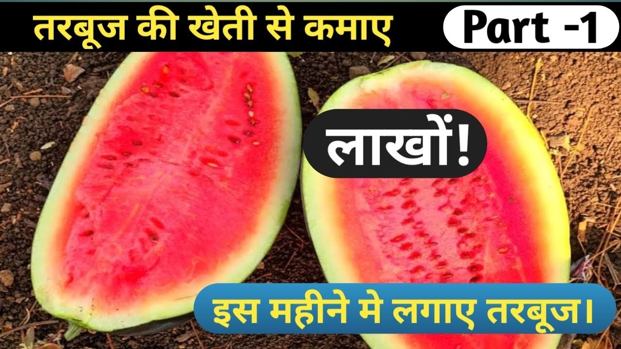 Tarbooj ki kheti । तरबूज की खेती। Watermelon farming। Tarbooj ki kheti ...