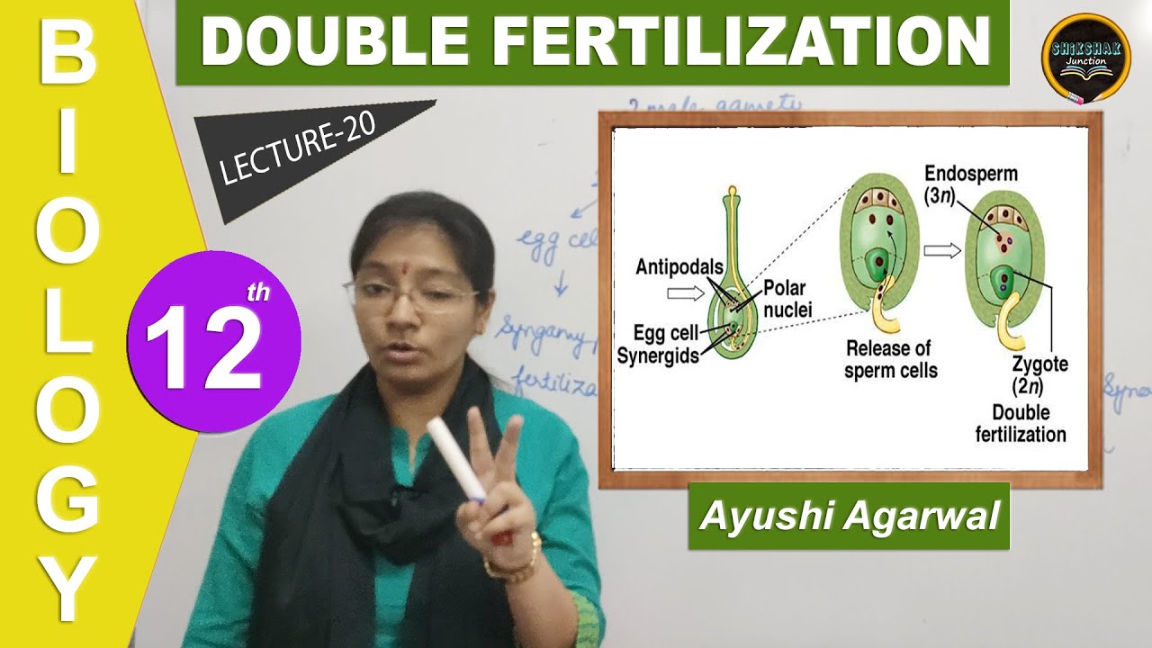 Lecture 20: Class 12th: Double Fertilization in Plants (CBSE/NCERT ...