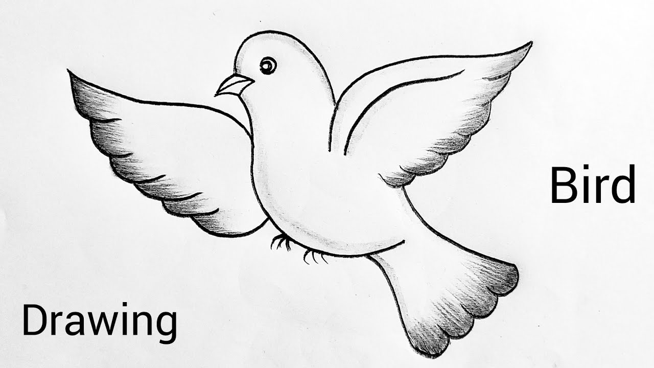 Easy Bird Drawing Step By Step | Bird Drawing | How To Draw A Bird ...
