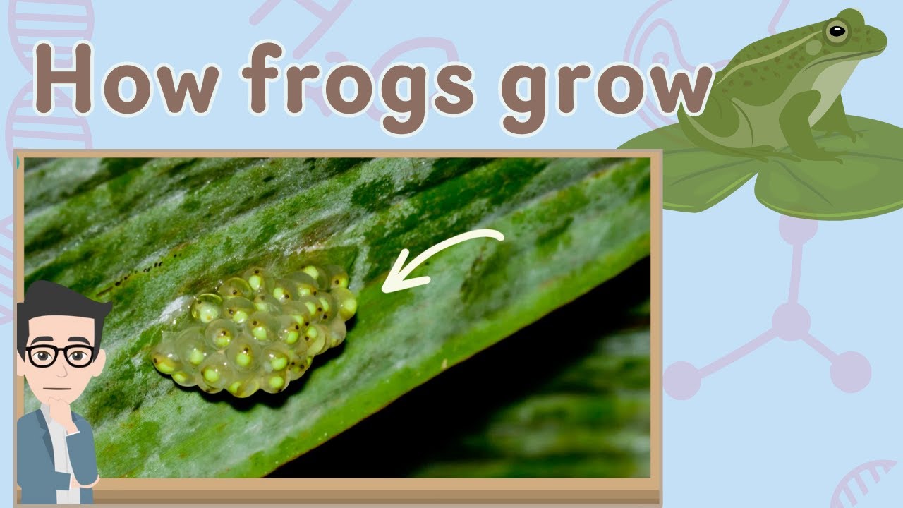 How a tadpole grow and change to become a frog? - YouTube
