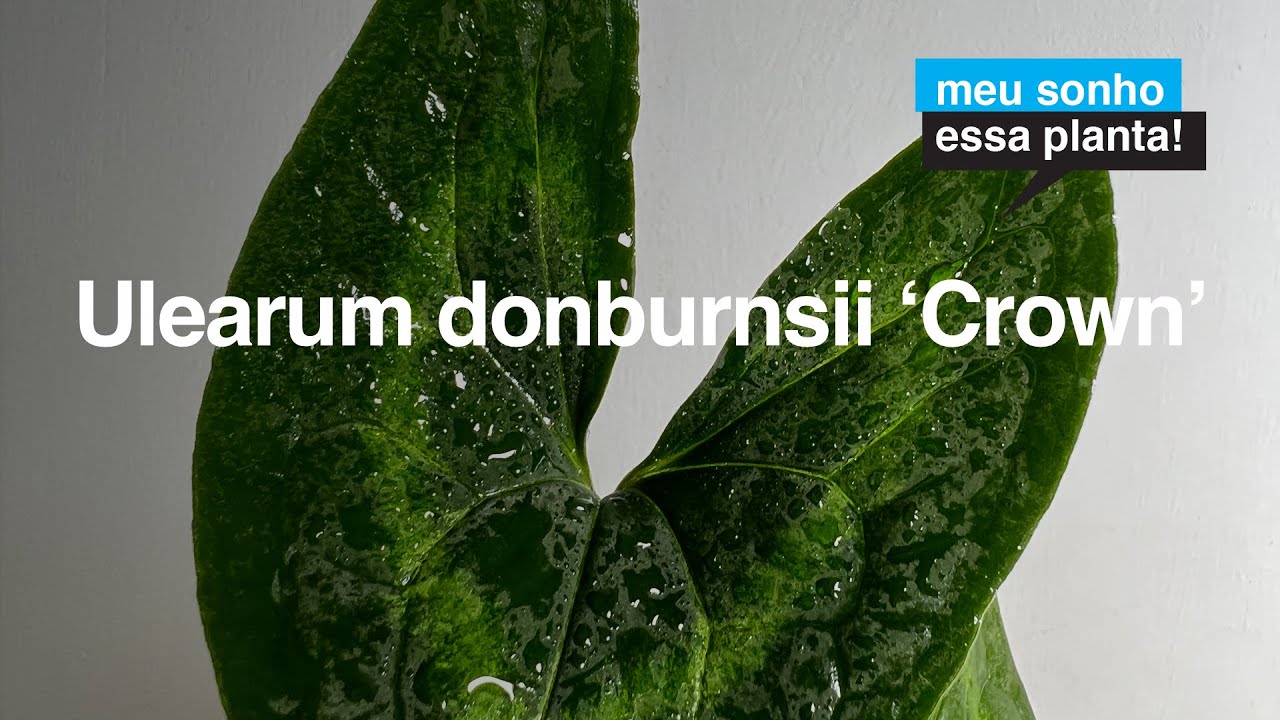 Ulearum donburnsii 'Crown' - Guia de Cuidados | Meu Sonho Essa Planta ...