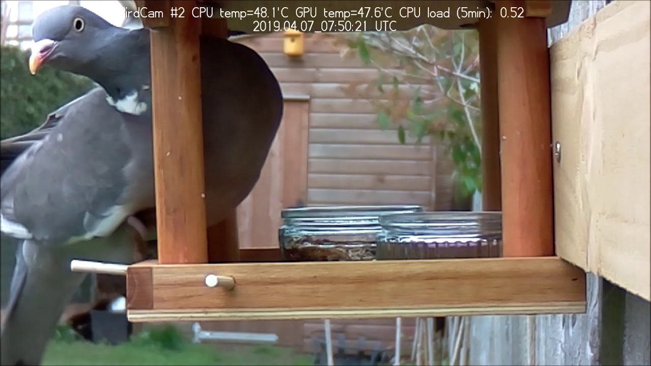 Pigeon - After 12 minute grazing session - YouTube
